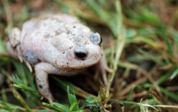 white-toad – Black Gate